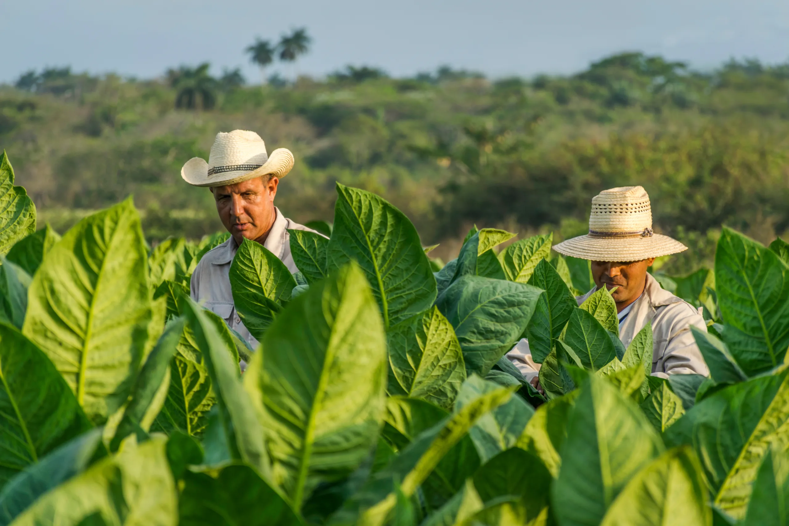 Distribution Tobacco Products - Delta Baco - Tobacco Distributor